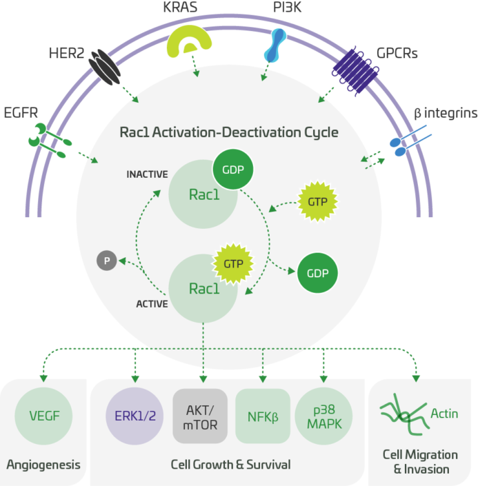 Revere Pharmaceuticals | Rac1 GTPase | Our Science